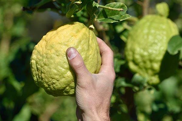 Cedrat | Ingredientes naturales | L'Occitane